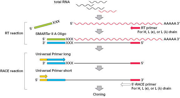 应用SMART® 技术快速克隆抗体可变区 - 生物通