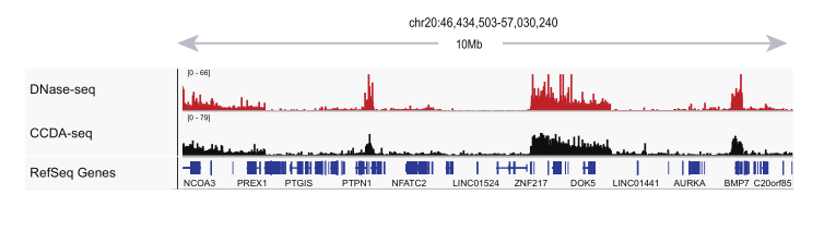 新技术！ecDNA与线性DNA的表观遗传差异研究迎来重要进展 - 生物通
