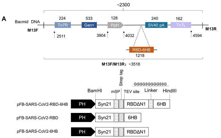 长春兽医研究所团队在新冠疫苗开发上取得新进展 - 生物通