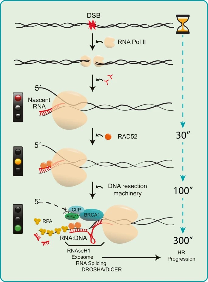 生命起源分子RNA可能成为人类癌症治疗的新靶点 - 生物通