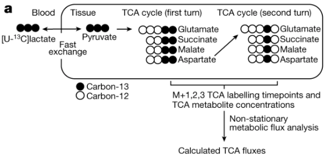 癌细胞真的会被饿死吗? - 生物通