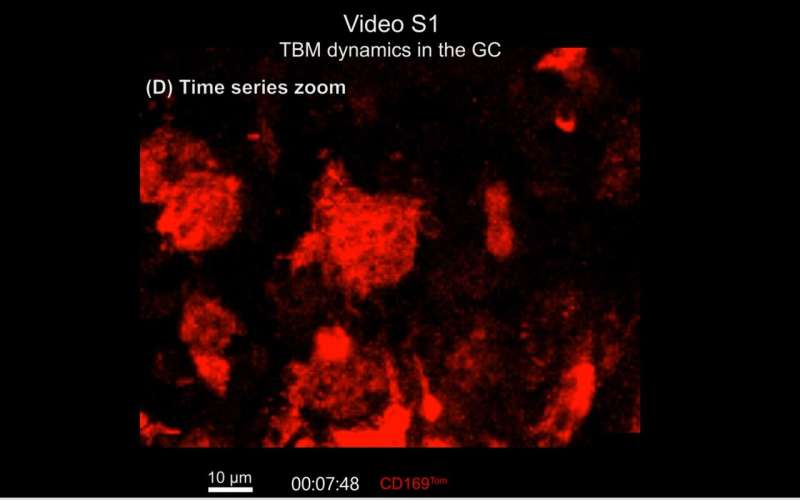 《Cell》首次追踪一种专门的垃圾处理细胞 - 生物通