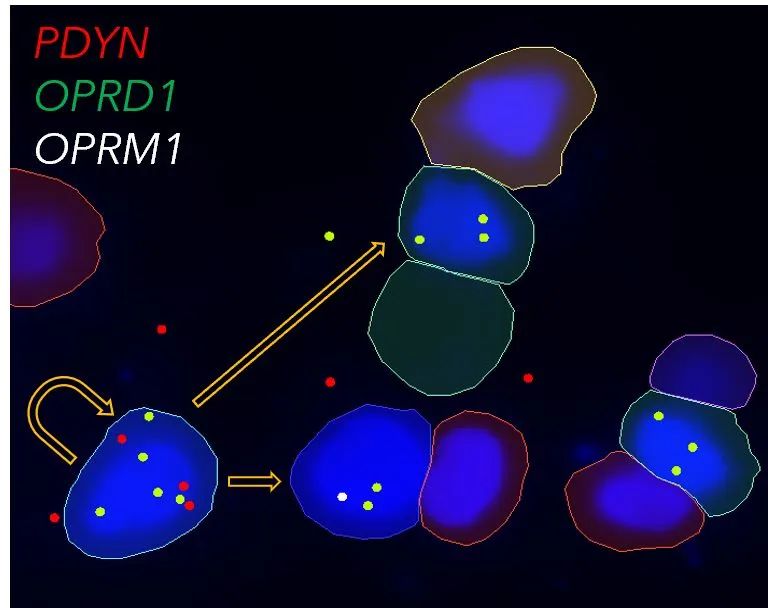 原位基因检测能力加倍！MERSCOPE® 1000 Gene Panel发布 - 生物通