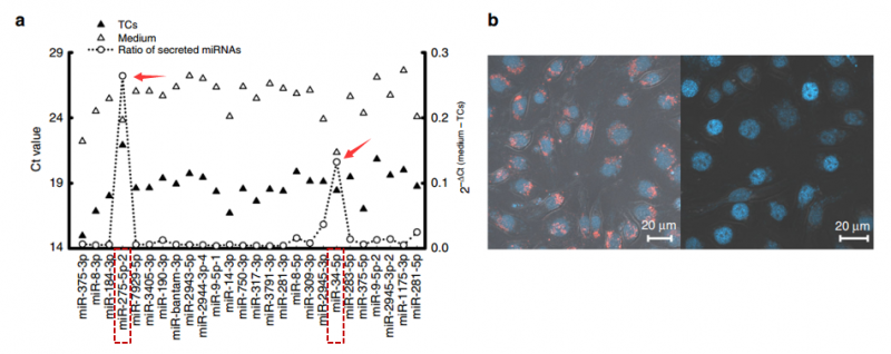 UMI Small RNA 测序