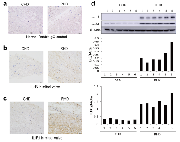 UMI Small RNA 测序