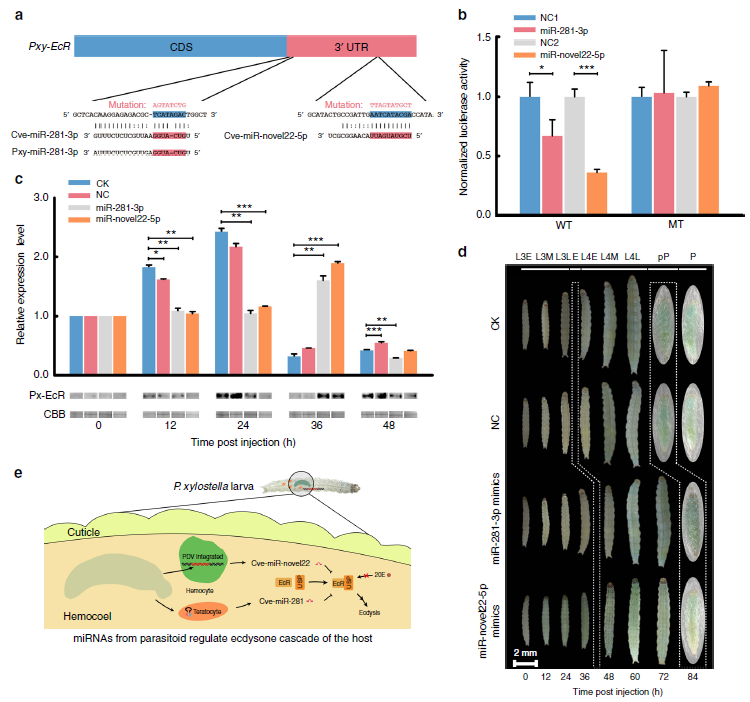 UMI Small RNA 测序
