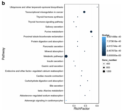 UMI Small RNA 测序