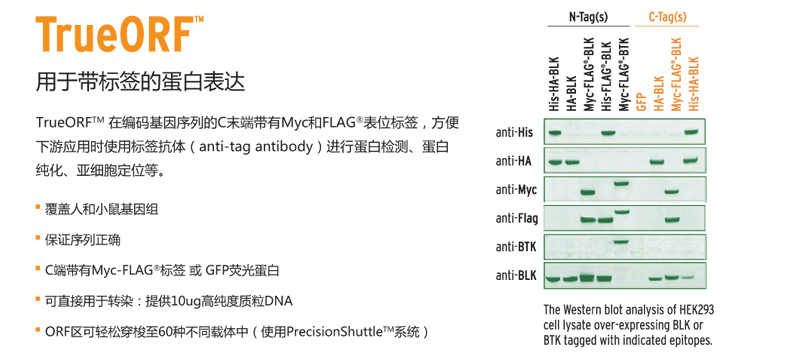TrueORF: 新增15,000条ORF克隆，买赠送转染试剂或抗体 | OriGene Technology Inc. (傲锐东源) - 生物通