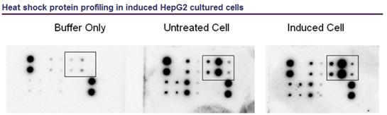 美国RayBiotech 最新热休克蛋白（HSP）抗体芯片隆重问世！