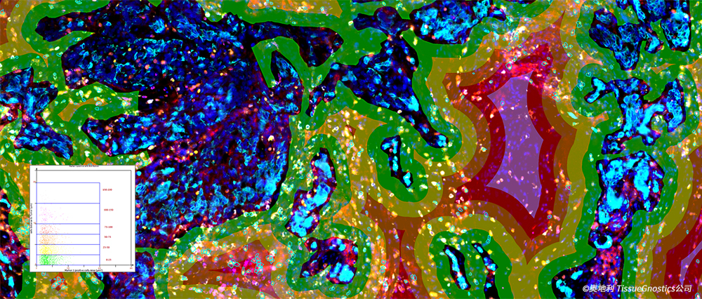 TissueFAXS Cytometry组织流式定量分析软件升级版本正式发布