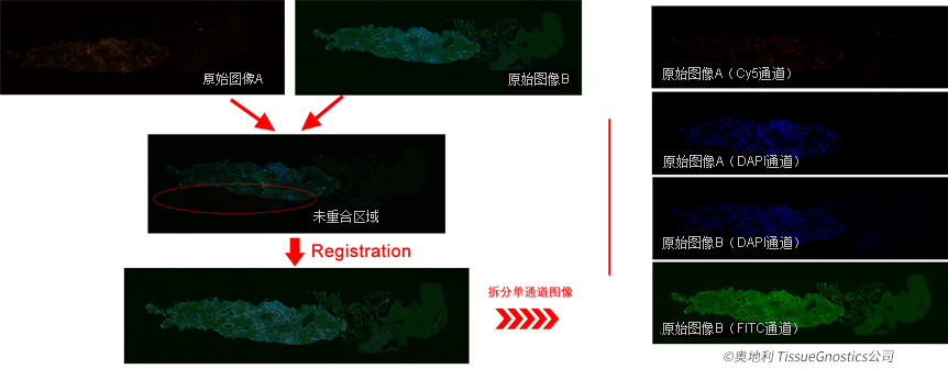 TissueFAXS Cytometry组织流式定量分析软件升级版本正式发布