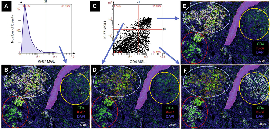 TissueFAXS Cytometry组织流式定量分析软件升级版本正式发布