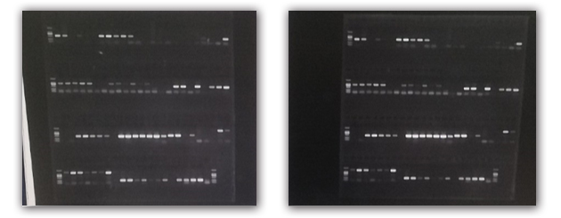 凝胶成像系统试用