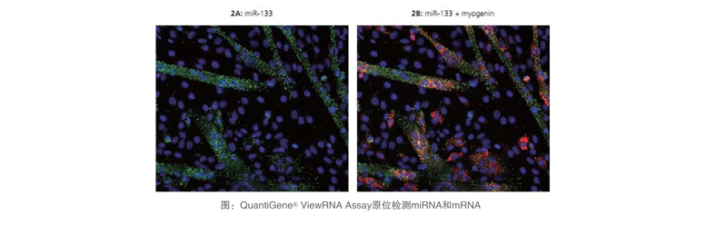 CELL-BASED ASSAY综述