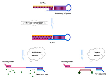 MicroRNA全解决方案 | 深圳市华安平康生物科技有限公司