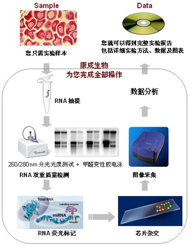 Exiqon郑重推出完全覆盖miRBase18.0最新 microRNA芯片 康成独家提供技术服务 | 康成生物 - 生物通