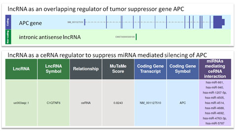 解析LncRNA在癌症信号通路中的分子调控功能