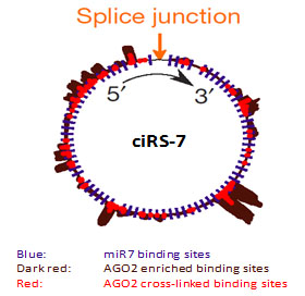 Arraystar Circular RNA Microarrays 新型调控分子的开创性研究工具