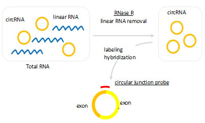 Arraystar Circular RNA Microarrays 新型调控分子的开创性研究工具