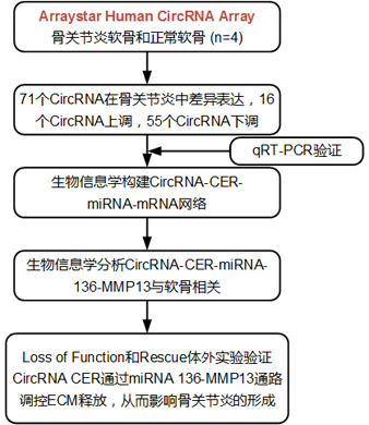 Scientific Reports最新发表应用Arraystar CircRNA芯片研究软骨降解的文章