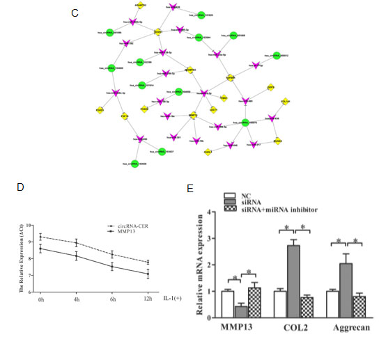 Scientific Reports最新发表应用Arraystar CircRNA芯片研究软骨降解的文章