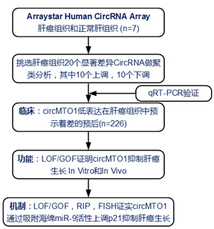 Hepatology最新文章：Arraystar CircRNA芯片应用于肝癌研究