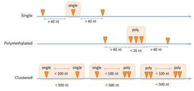 Arraystar m6A单碱基分辨率芯片