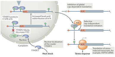 Arraystar m6A单碱基分辨率芯片