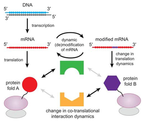 Arraystar m6A单碱基分辨率芯片