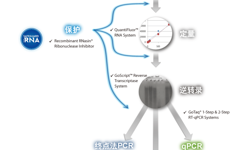 RNA分析---从开始到结束 | Promega