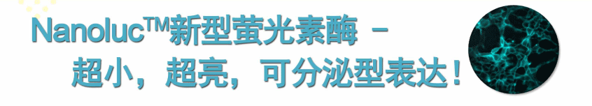 Nanoluc 新型荧光素酶 ; 免费赠送nanoluc载体
