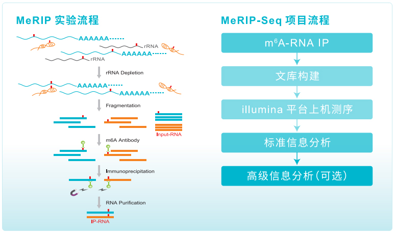MeRIP-Seq/m6A-Seq整体服务全面升级