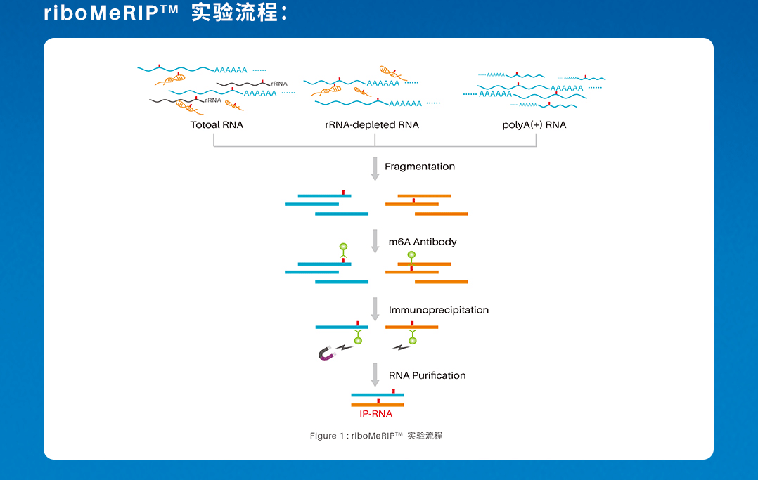 新品上市丨锐博生物重磅推出MeRIP m6A RNA甲基化免疫沉淀试剂盒全转录组分析