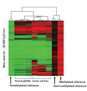 Illumina 450K Infinium Methylation BeadChip服务夏日团购活动
