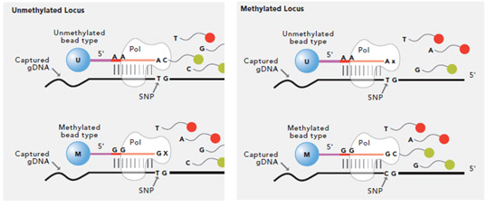 Illumina 450K Infinium Methylation BeadChip服务新学期促销活动