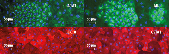 Cellartis®干细胞研究用系列产品介绍