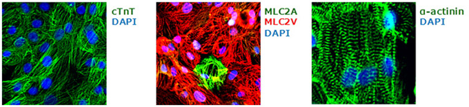 Cellartis®干细胞研究用系列产品介绍