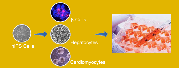 Cellartis®干细胞研究用系列产品介绍