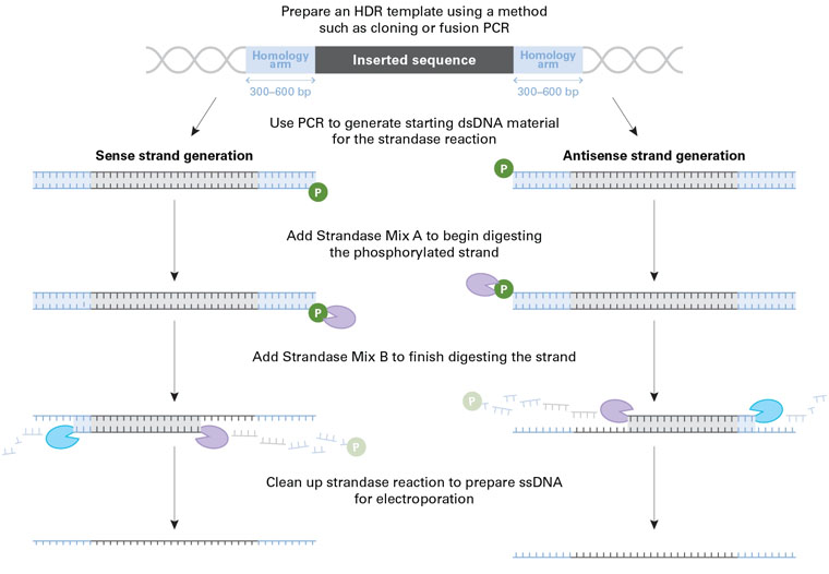 Guide-it™长ssDNA制备系统