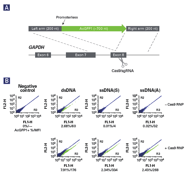 Guide-it™长ssDNA制备系统