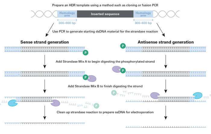 Guide-it™长ssDNA制备系统
