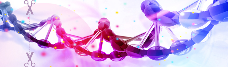 Guide-it™长ssDNA制备系统