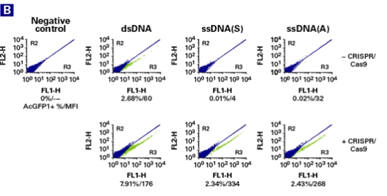 轻松实现准确CRISPR基因敲入的奥秘