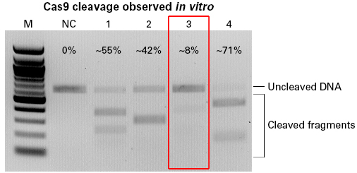 选对sgRNA，CRISPR实验成功率更有保证