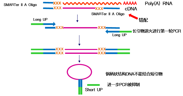拿一段已知的序列，让SMARTer RACE拓宽它的边界！