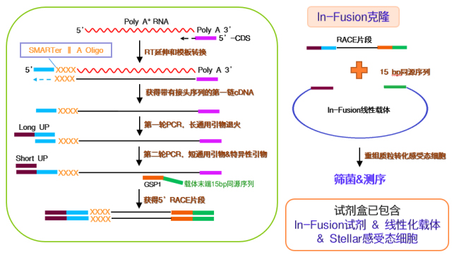拿一段已知的序列，让SMARTer RACE拓宽它的边界！