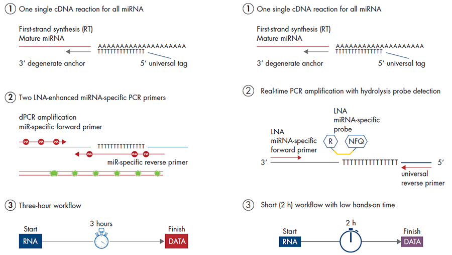 miRNA提取和检测全面升级