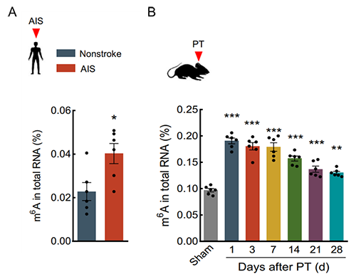 Nature子刊客户文章！snoRNA抑制自噬并促进非小细胞肺癌生长转移研究