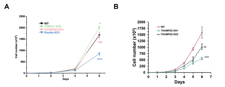 Arraystar tRNA PCR芯片助力tRNA、snRNA m2G修饰的重要机制研究