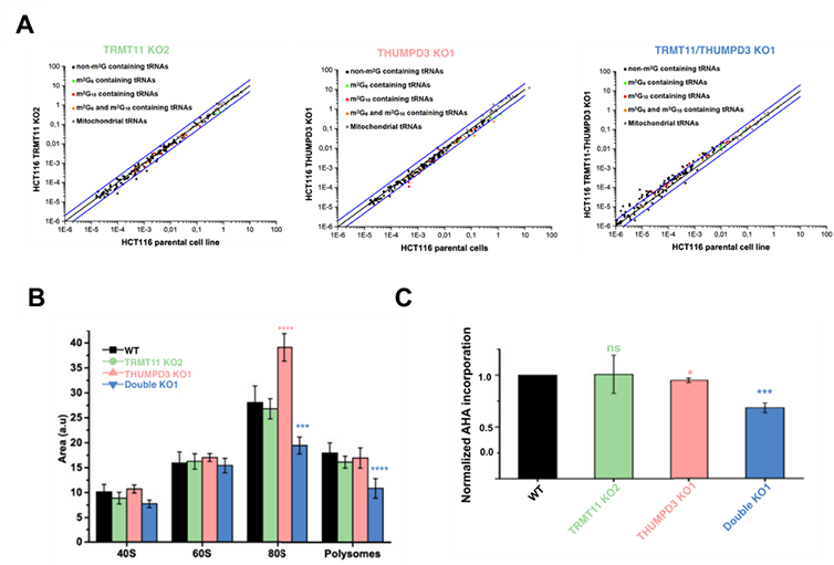 Arraystar tRNA PCR芯片助力tRNA、snRNA m2G修饰的重要机制研究